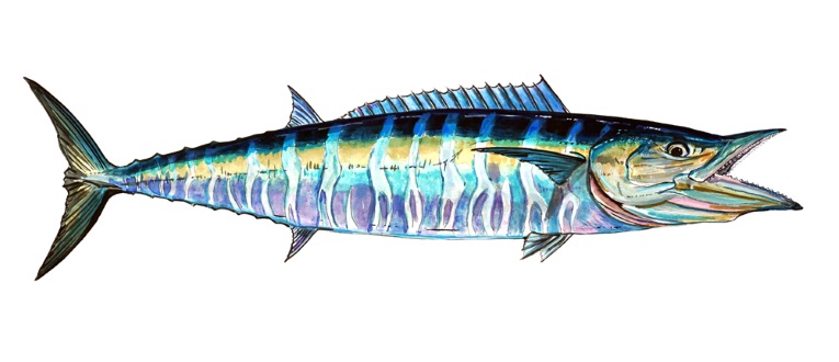 Available Species – Frenzy Sport Fishing